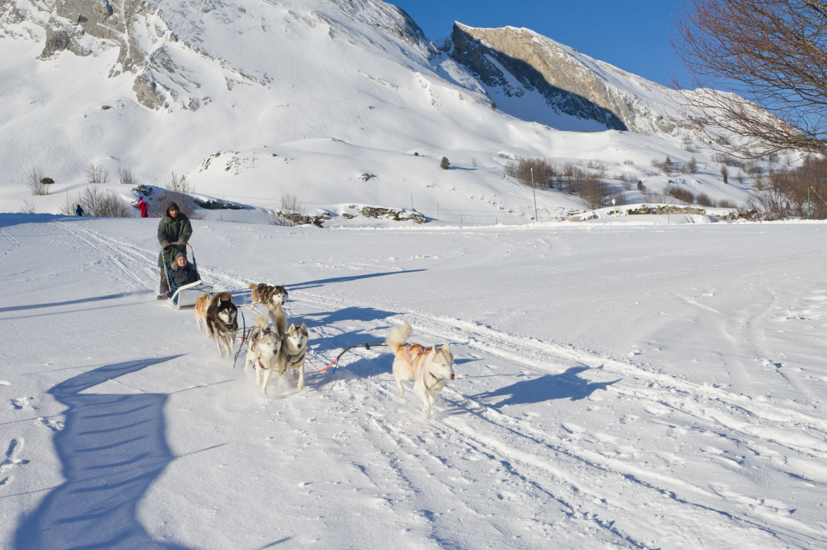 Balade en chiens de traîneau - Gourette - Pyrénées Atlantiques